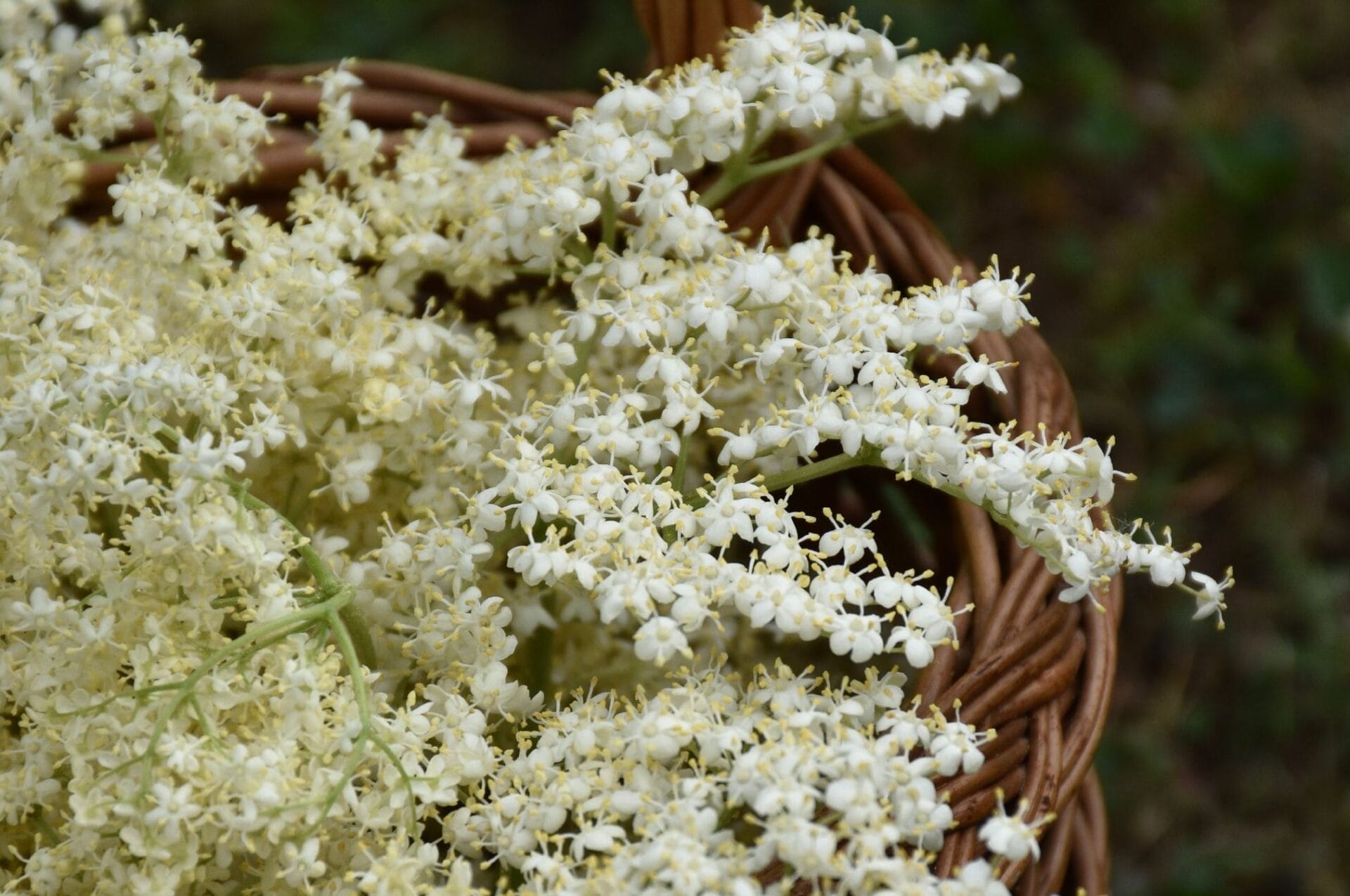 Beneficios del Sauco como medicamento herbolario
